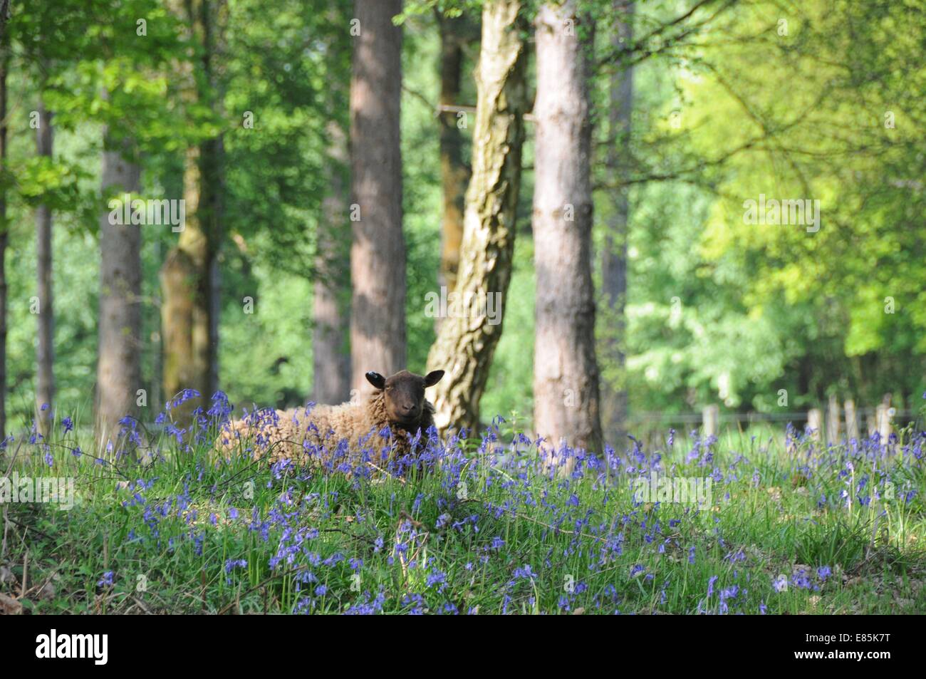 Self shedding sheep hi-res stock photography and images - Alamy