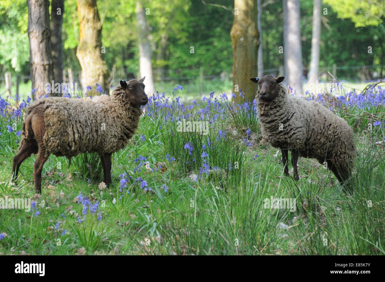 Self shedding sheep hi-res stock photography and images - Alamy