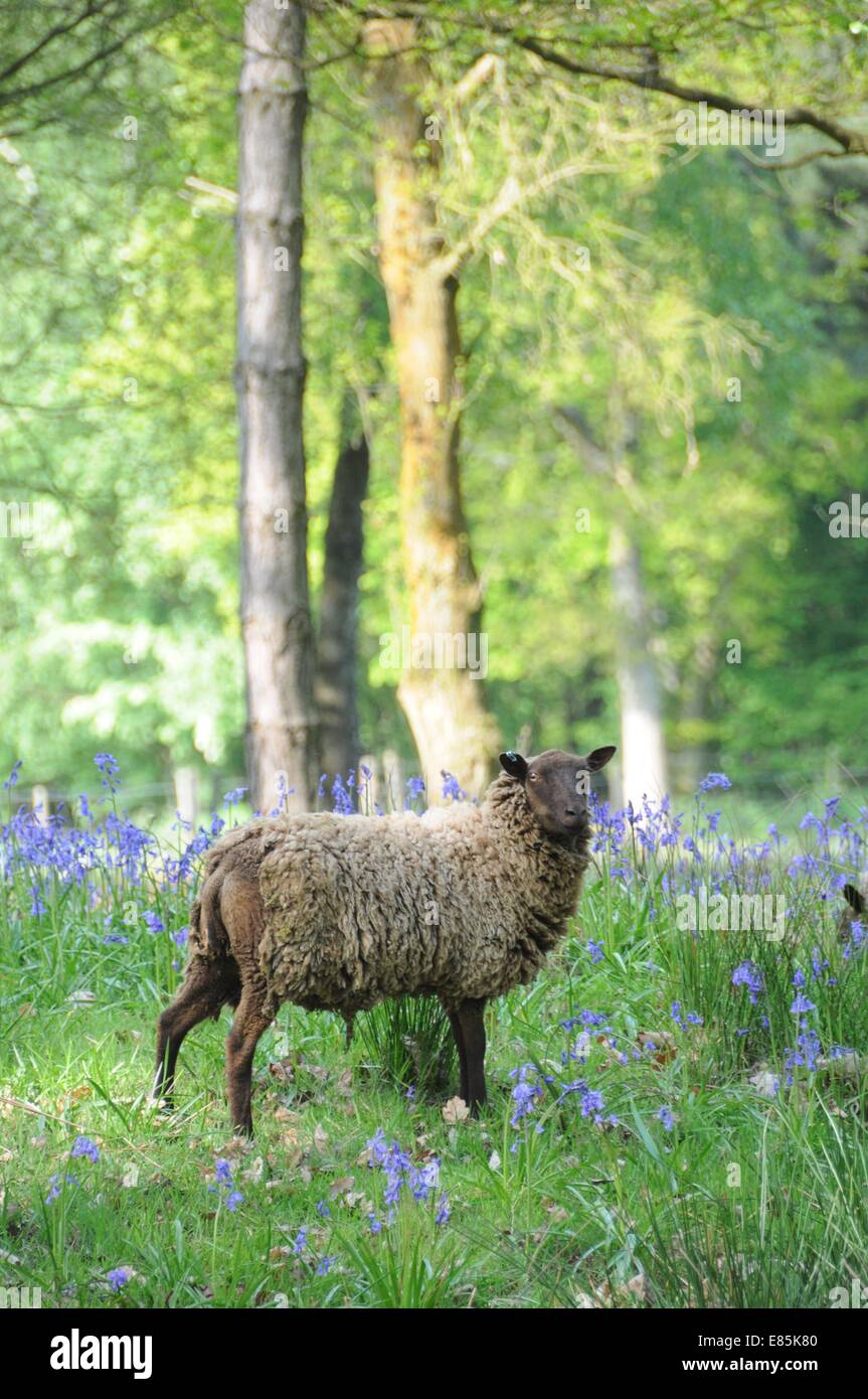 Self shedding sheep hi-res stock photography and images - Alamy