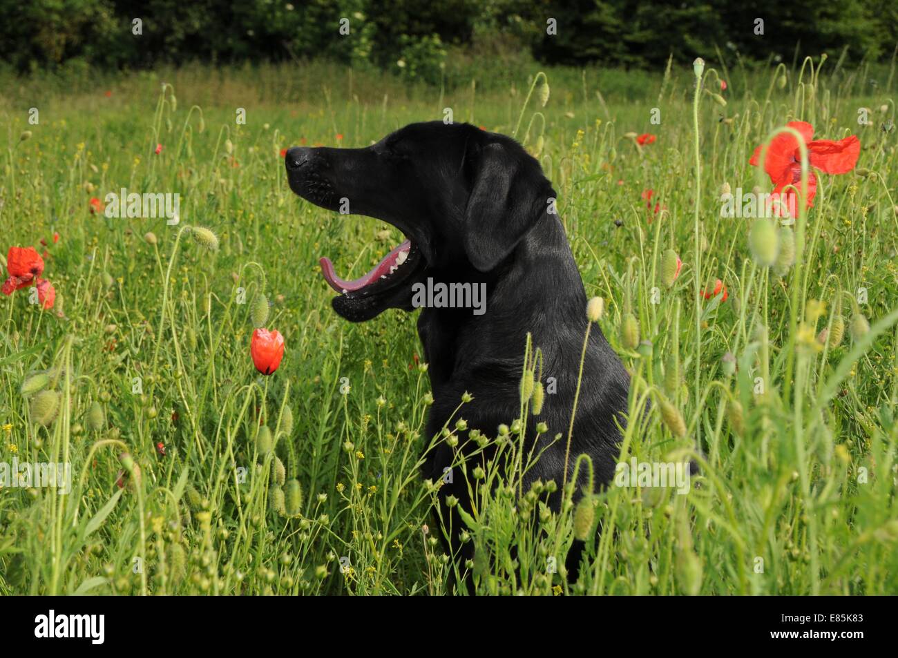 A dog in a field Stock Photo - Alamy