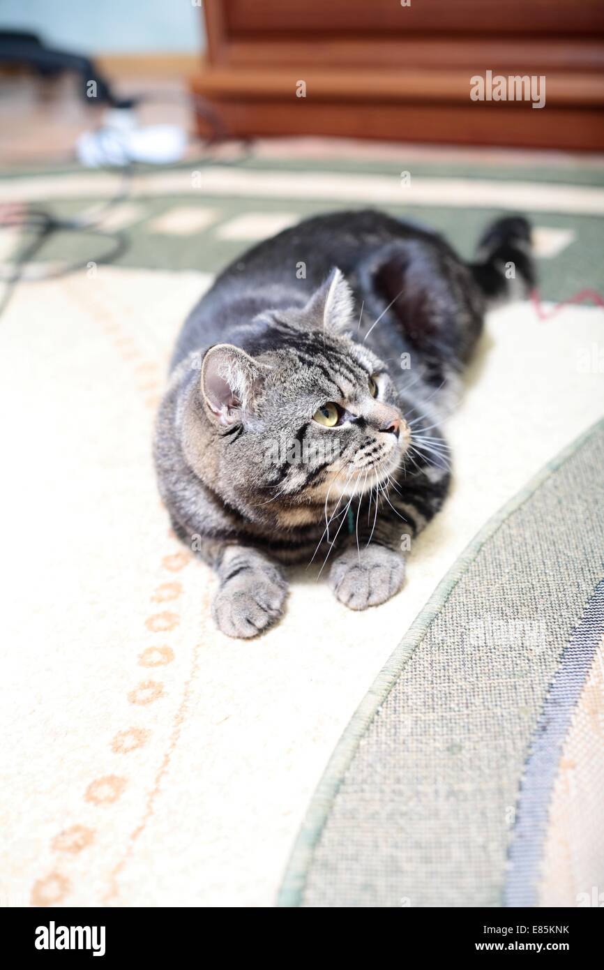 cat resting on the floor Stock Photo - Alamy