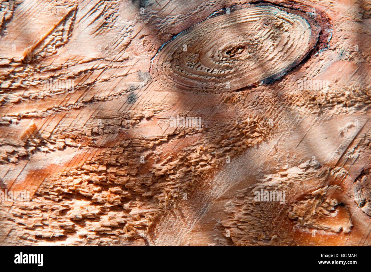 Tree cross section Stock Photo - Alamy