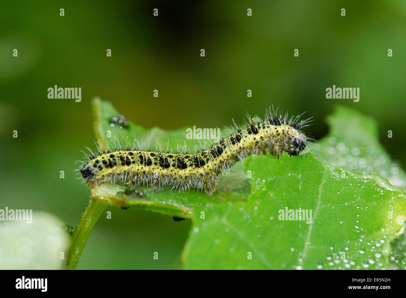 Cabbage white caterpillar hi-res stock photography and images - Alamy