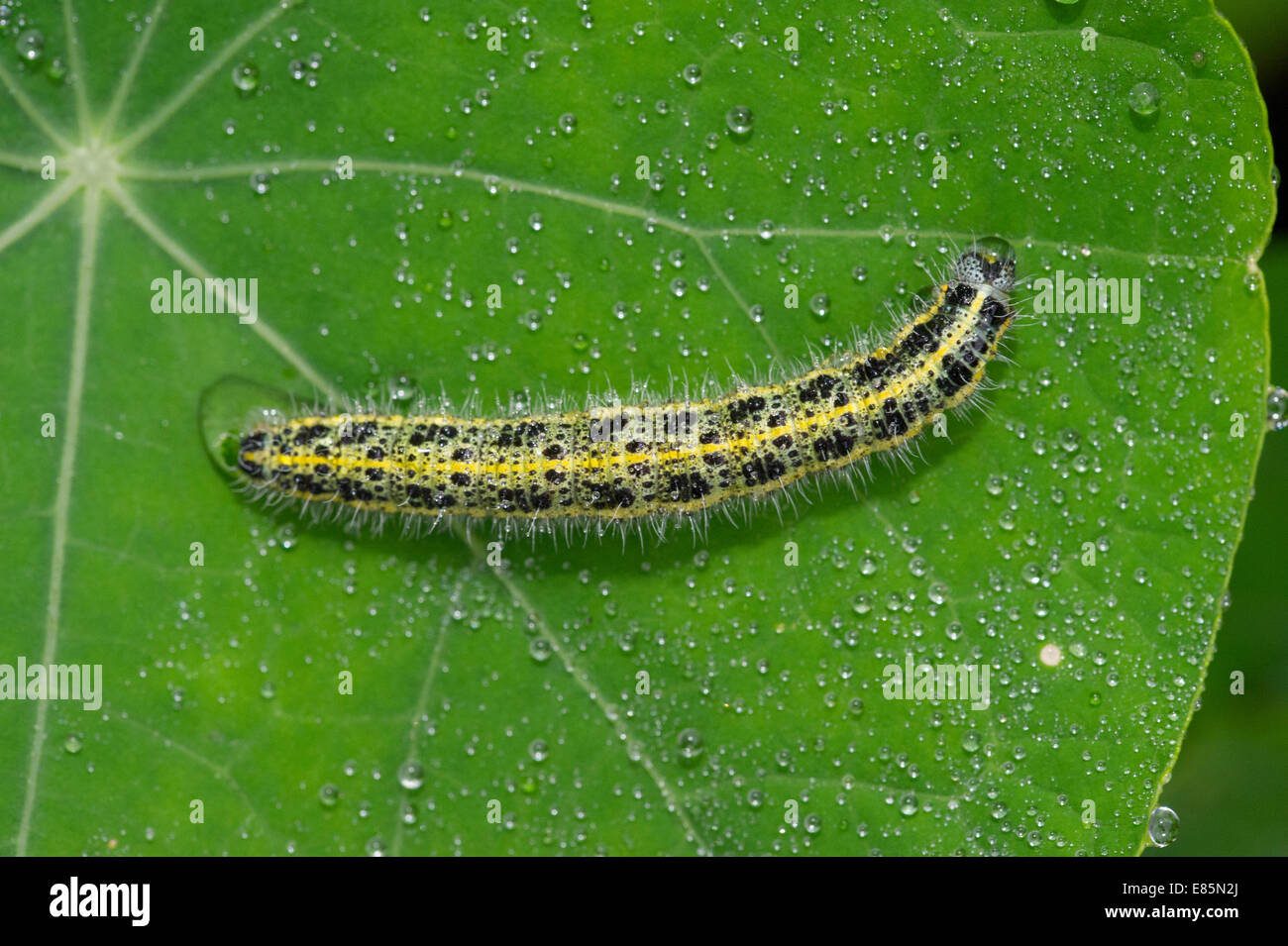The Caterpillar of a Cabbage White (Large White) Butterfly feeds on ...
