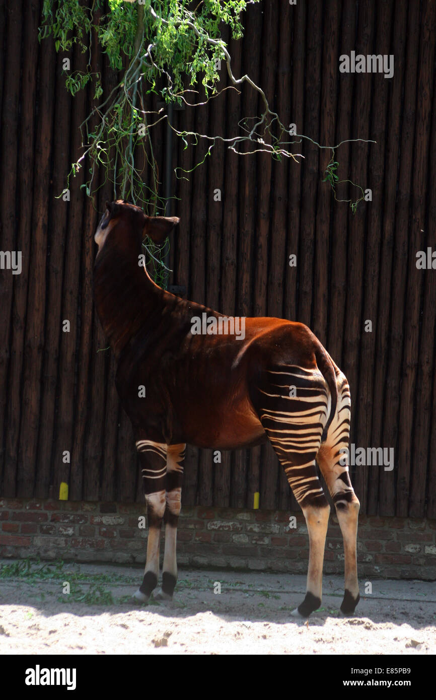 Culture flamande hi-res stock photography and images - Alamy