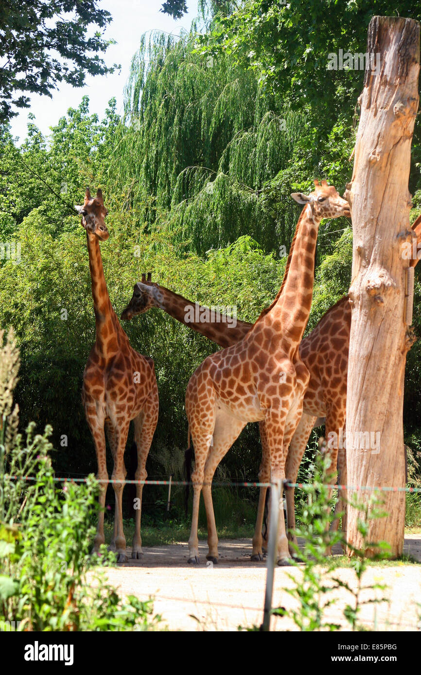 Culture flamande hi-res stock photography and images - Alamy