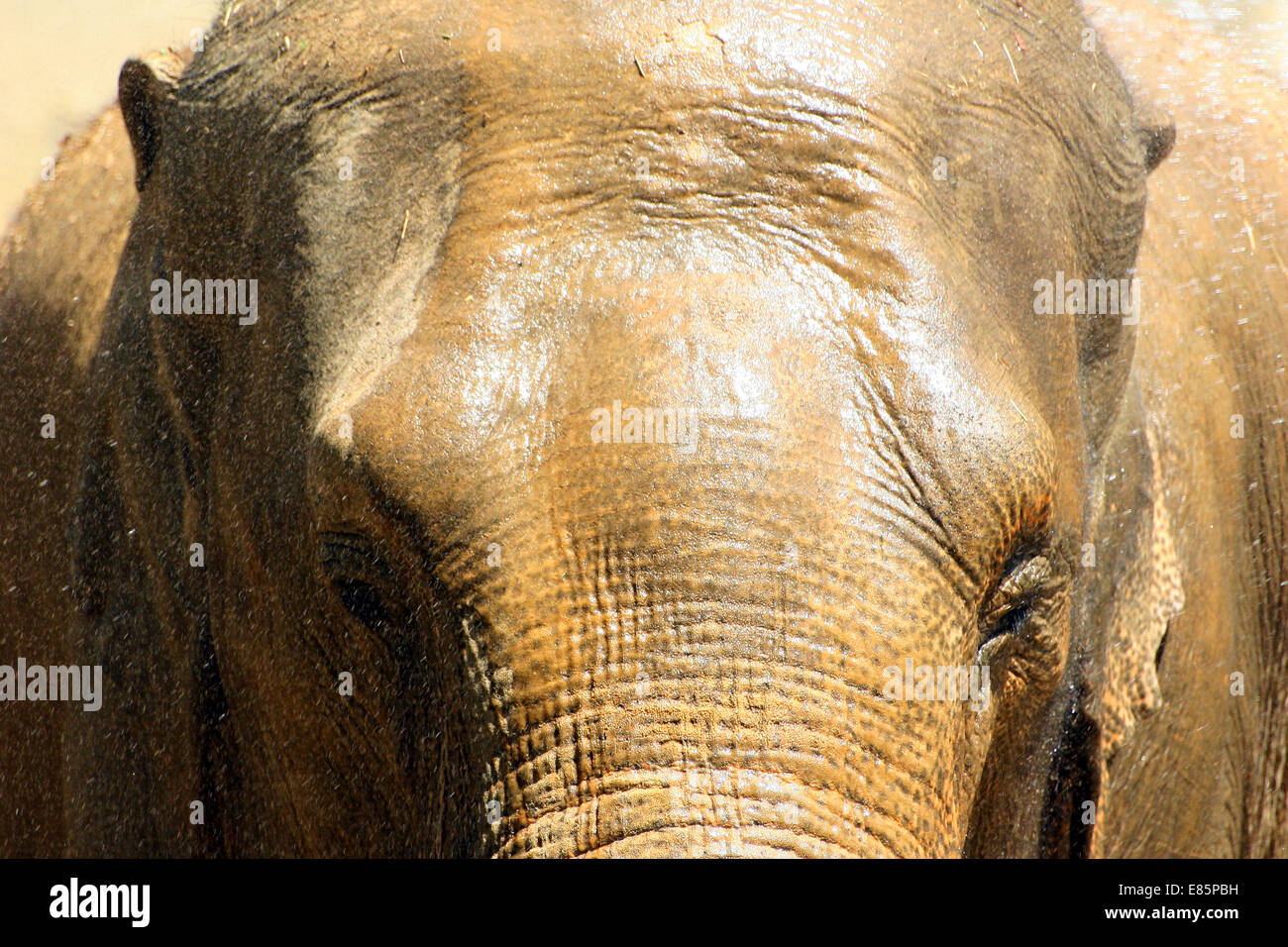 Culture flamande hi-res stock photography and images - Alamy