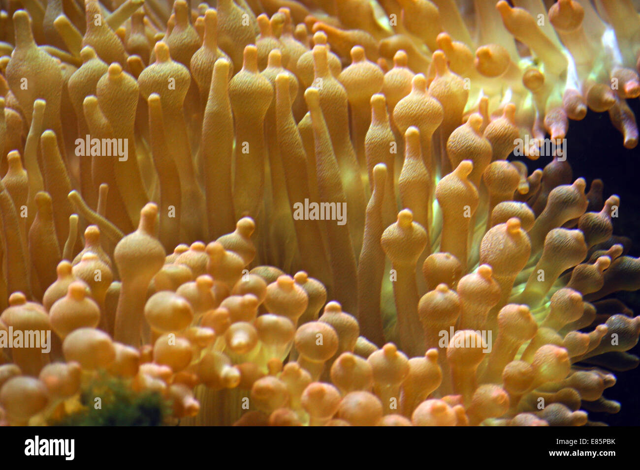 Région flamande, Anvers, Belgium, Europe Stock Photo - Alamy