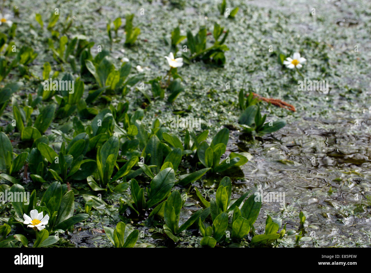 Beth lake hi-res stock photography and images - Alamy