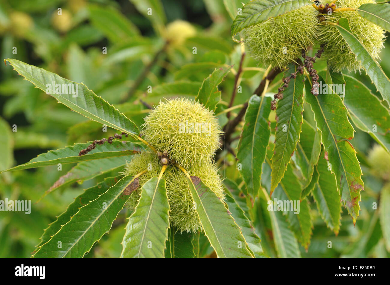 chestnut tree and chestnut in their bugs Stock Photo - Alamy