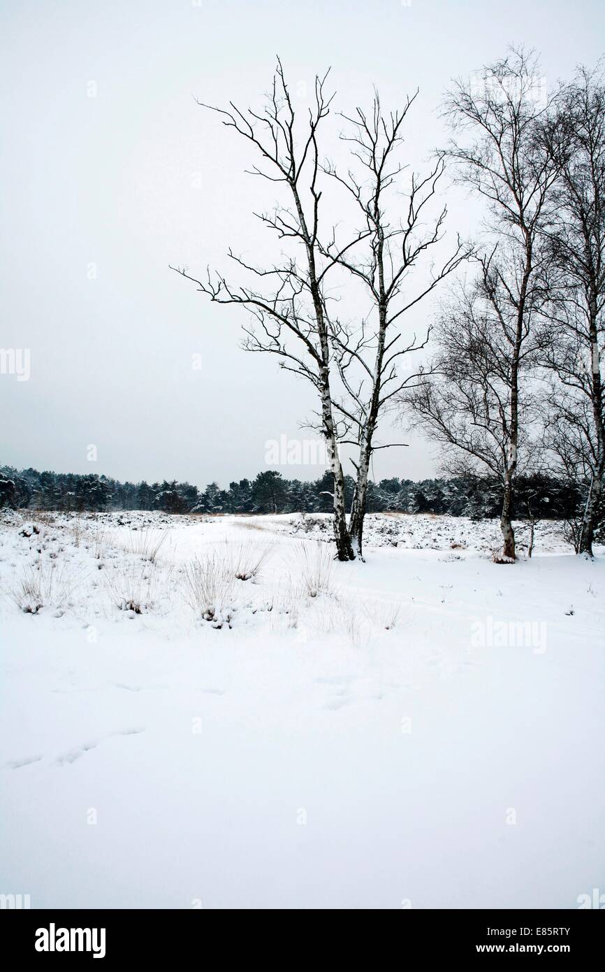 02e71285 hi-res stock photography and images - Alamy