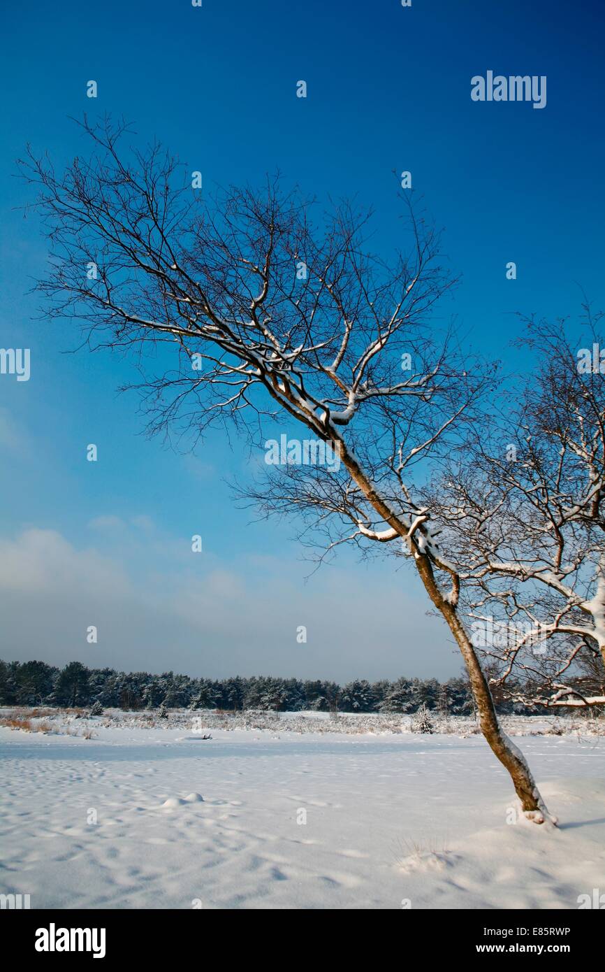 Winter landscape on clear day Stock Photo - Alamy