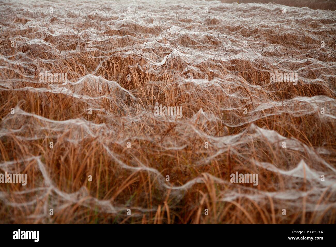 Spider webs on a frosty field Stock Photo - Alamy