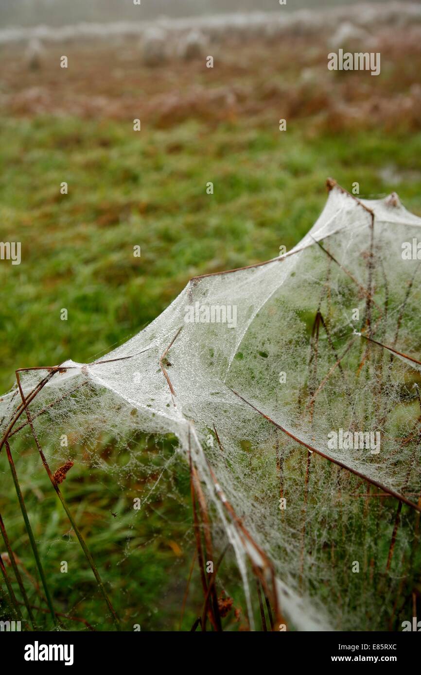 Spider webs on a frosty field Stock Photo - Alamy