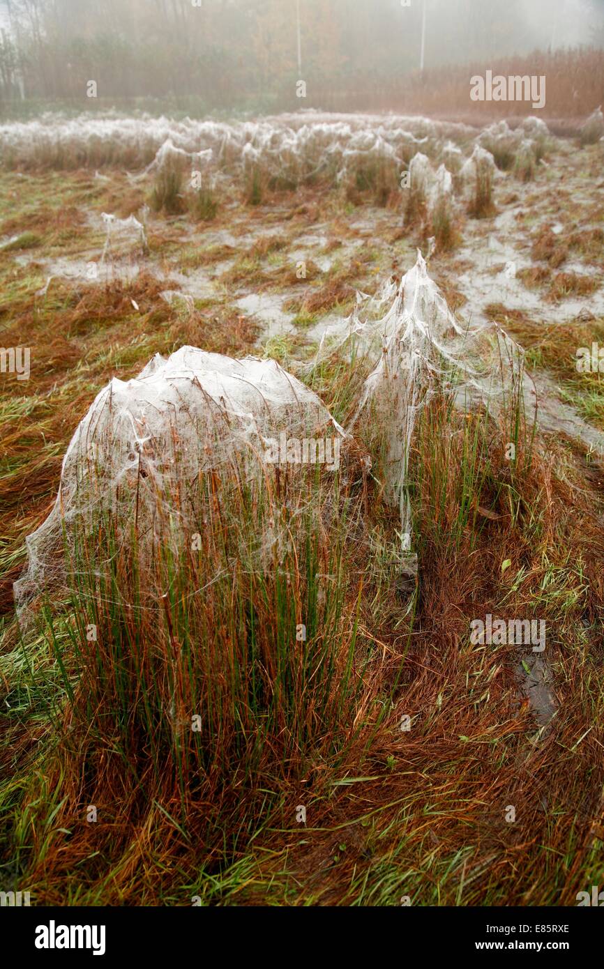 Spider webs on a frosty field Stock Photo - Alamy