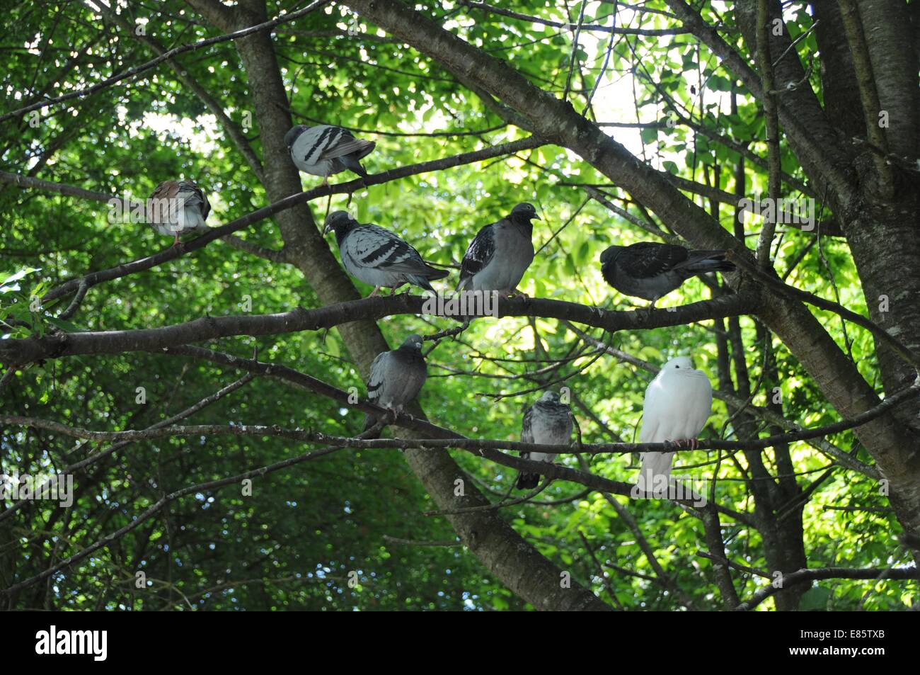 Pigeons in a tree Stock Photo - Alamy