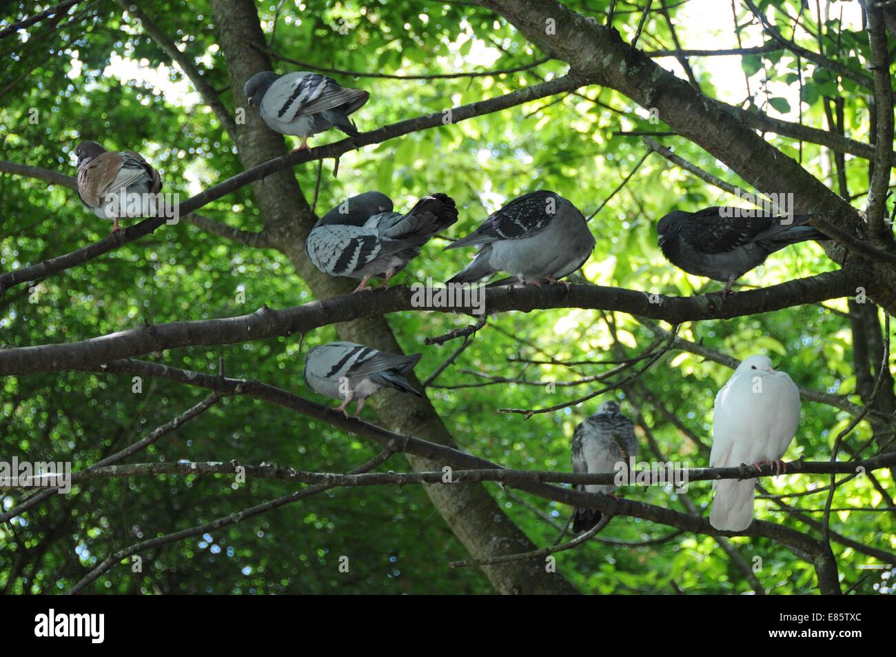Pigeons in shade hi-res stock photography and images - Alamy