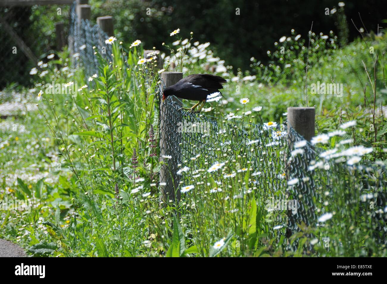 Bird on a fence Stock Photo - Alamy