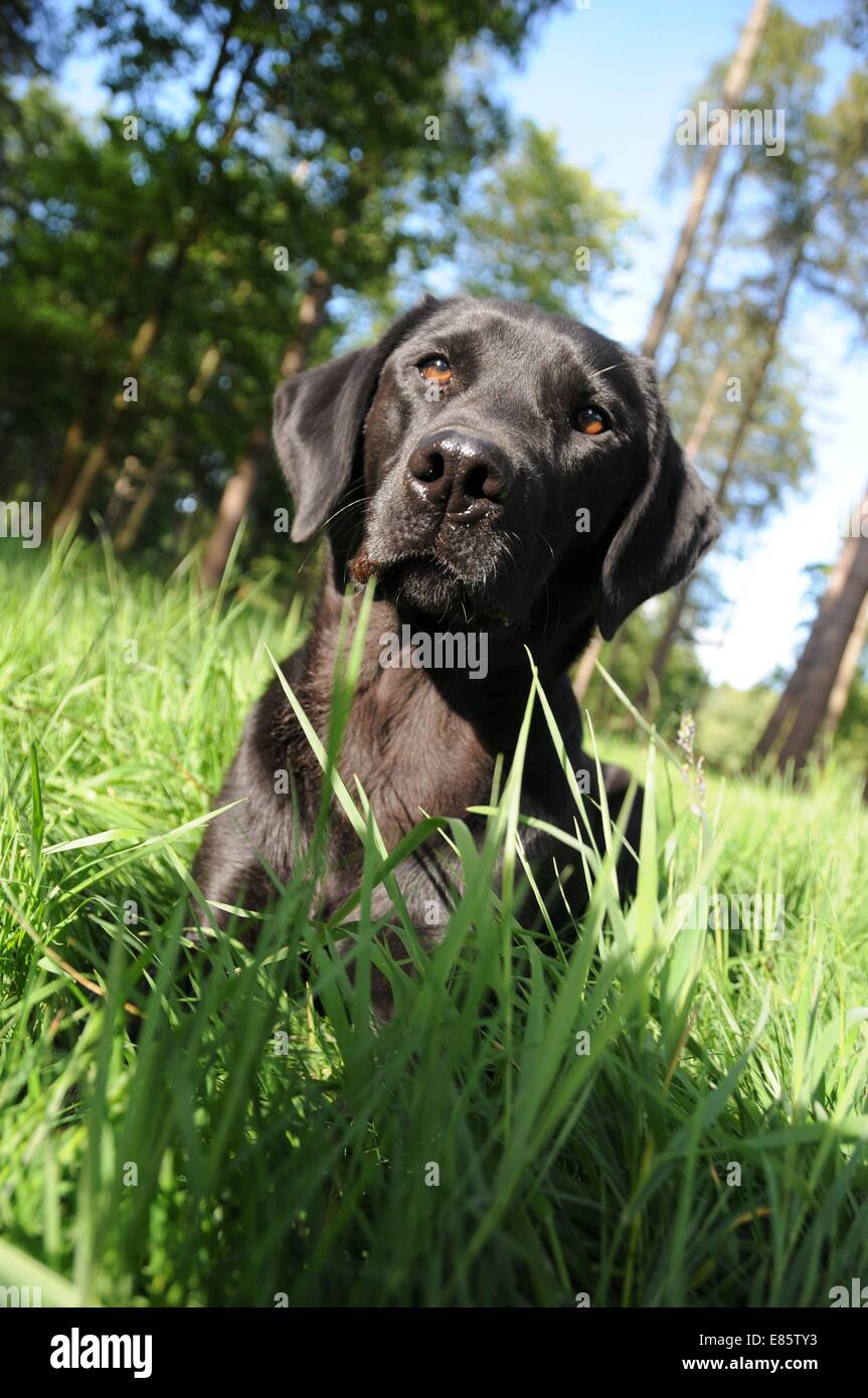 Close up of black dog Stock Photo - Alamy