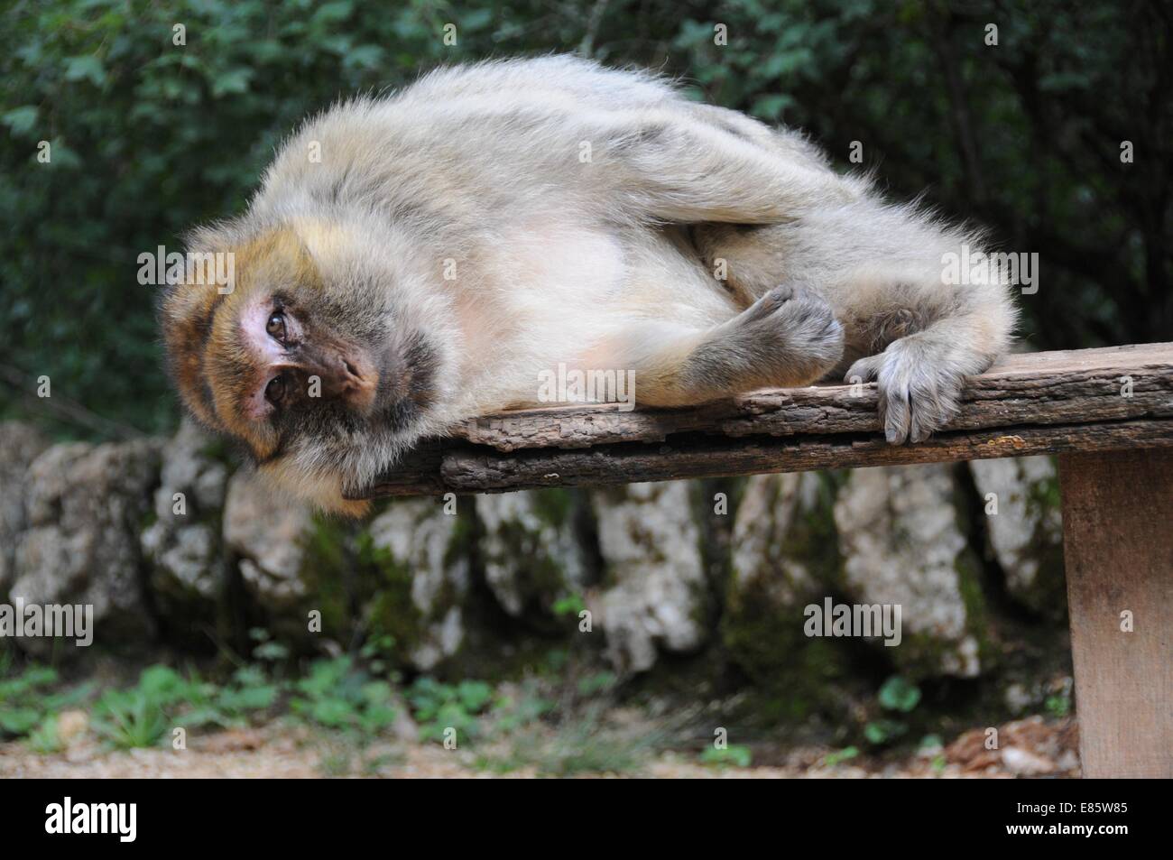 Sleeping barbary ape hi-res stock photography and images - Alamy