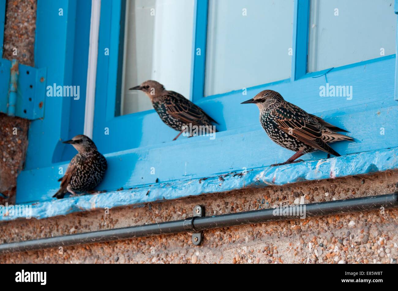 Birds sitting on a window ledge Stock Photo - Alamy
