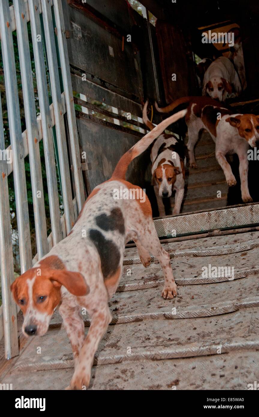 Pack of dogs Stock Photo - Alamy