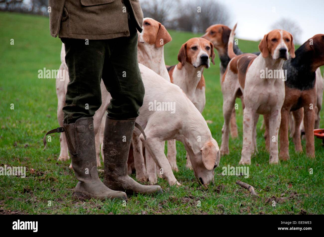 Pack of dogs Stock Photo - Alamy