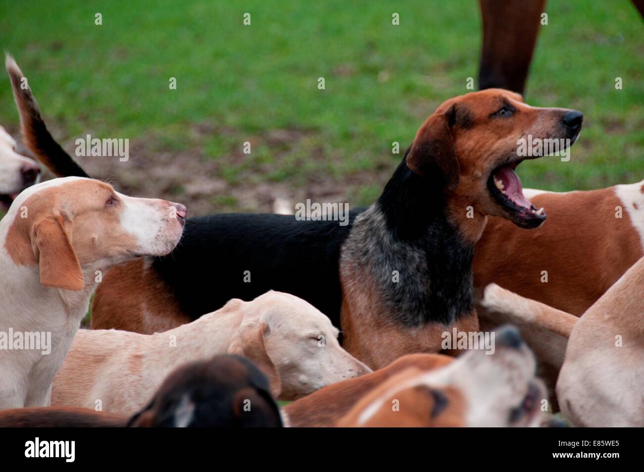 Pack of dogs Stock Photo - Alamy