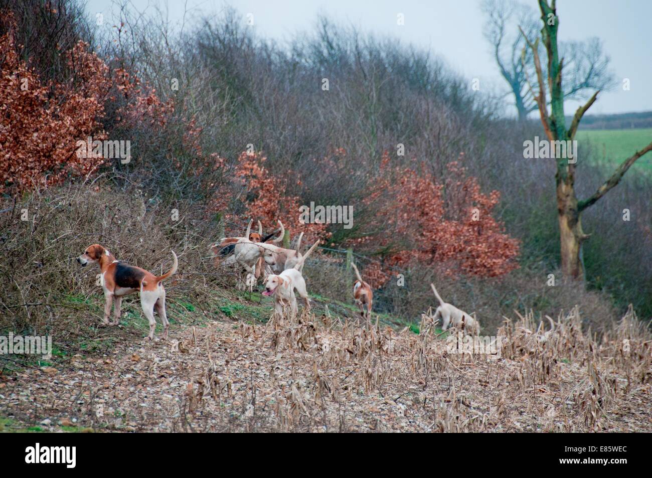 Pack of dogs Stock Photo - Alamy