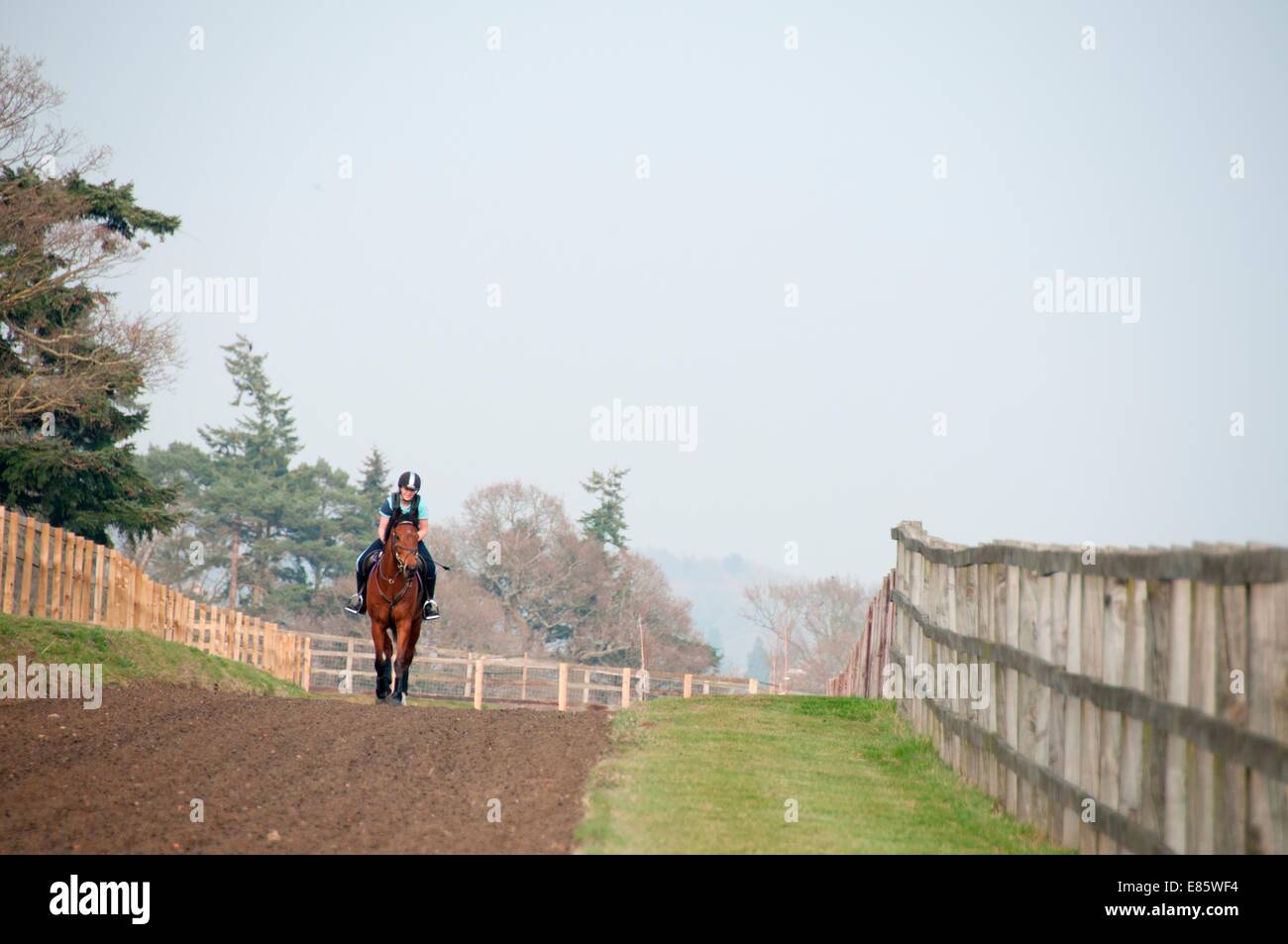 Horse and rider in a field Stock Photo - Alamy