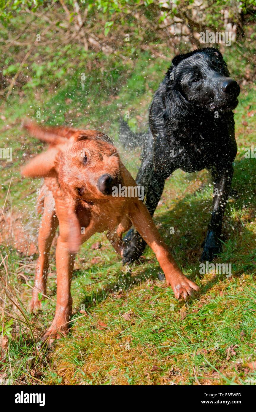 Dogs shaking water from their fur Stock Photo - Alamy