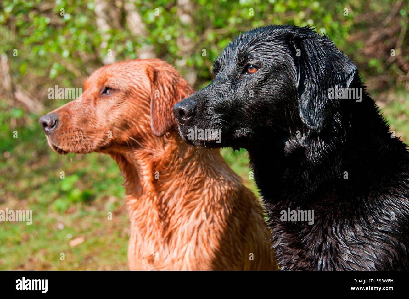 Close up of two dogs Stock Photo - Alamy