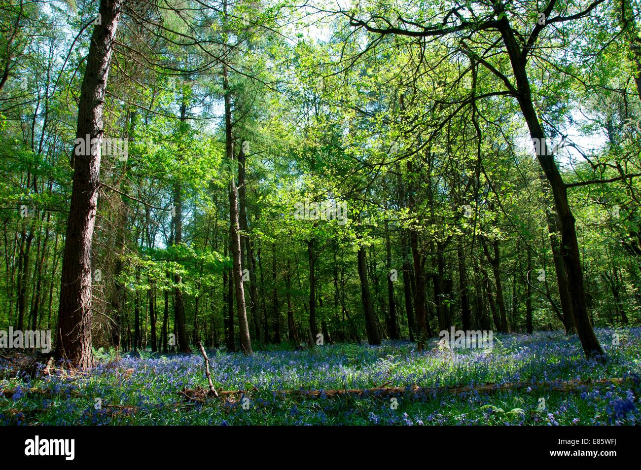 Bluebell forest photograph hi-res stock photography and images - Alamy