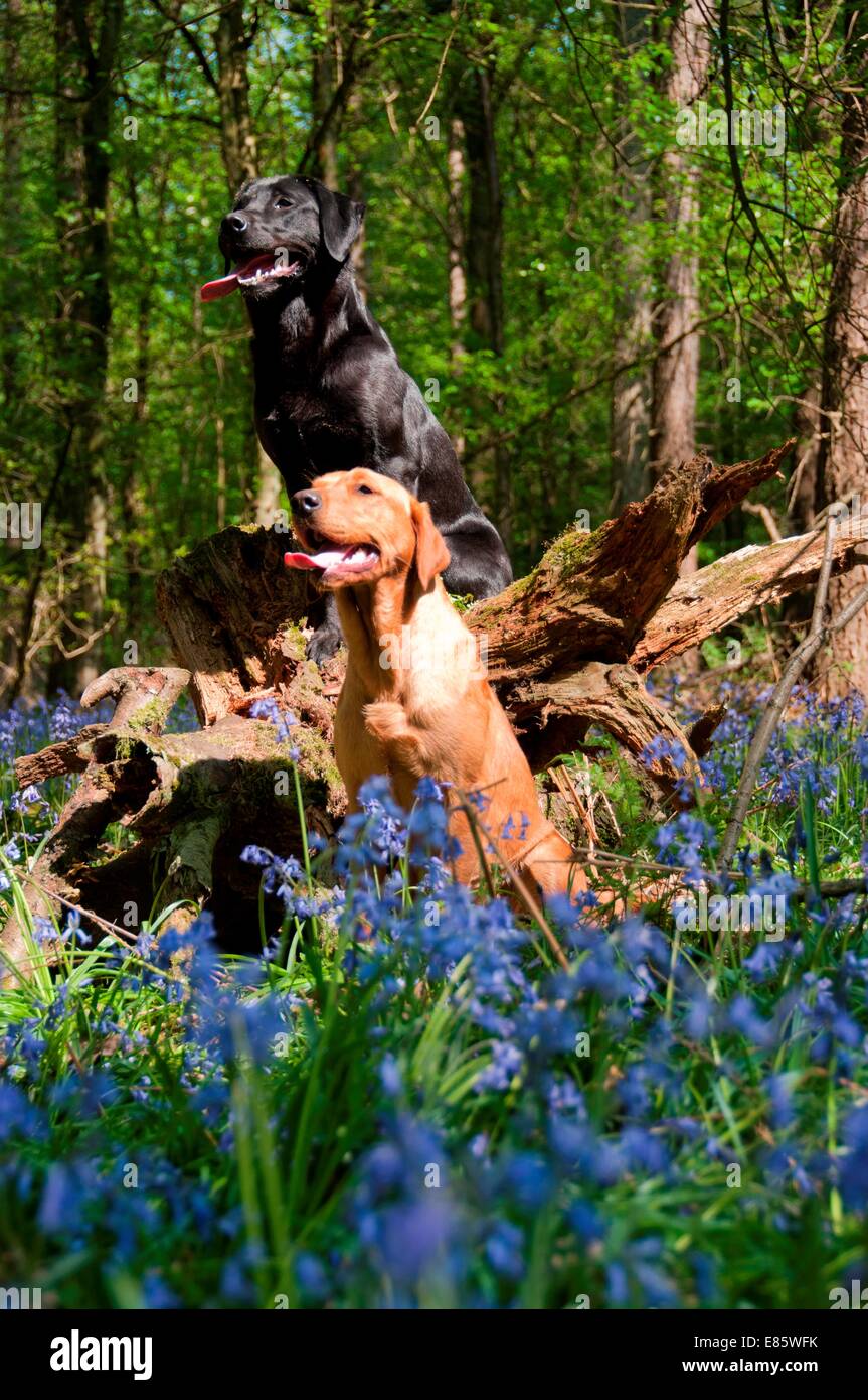 Dogs in a forest Stock Photo - Alamy