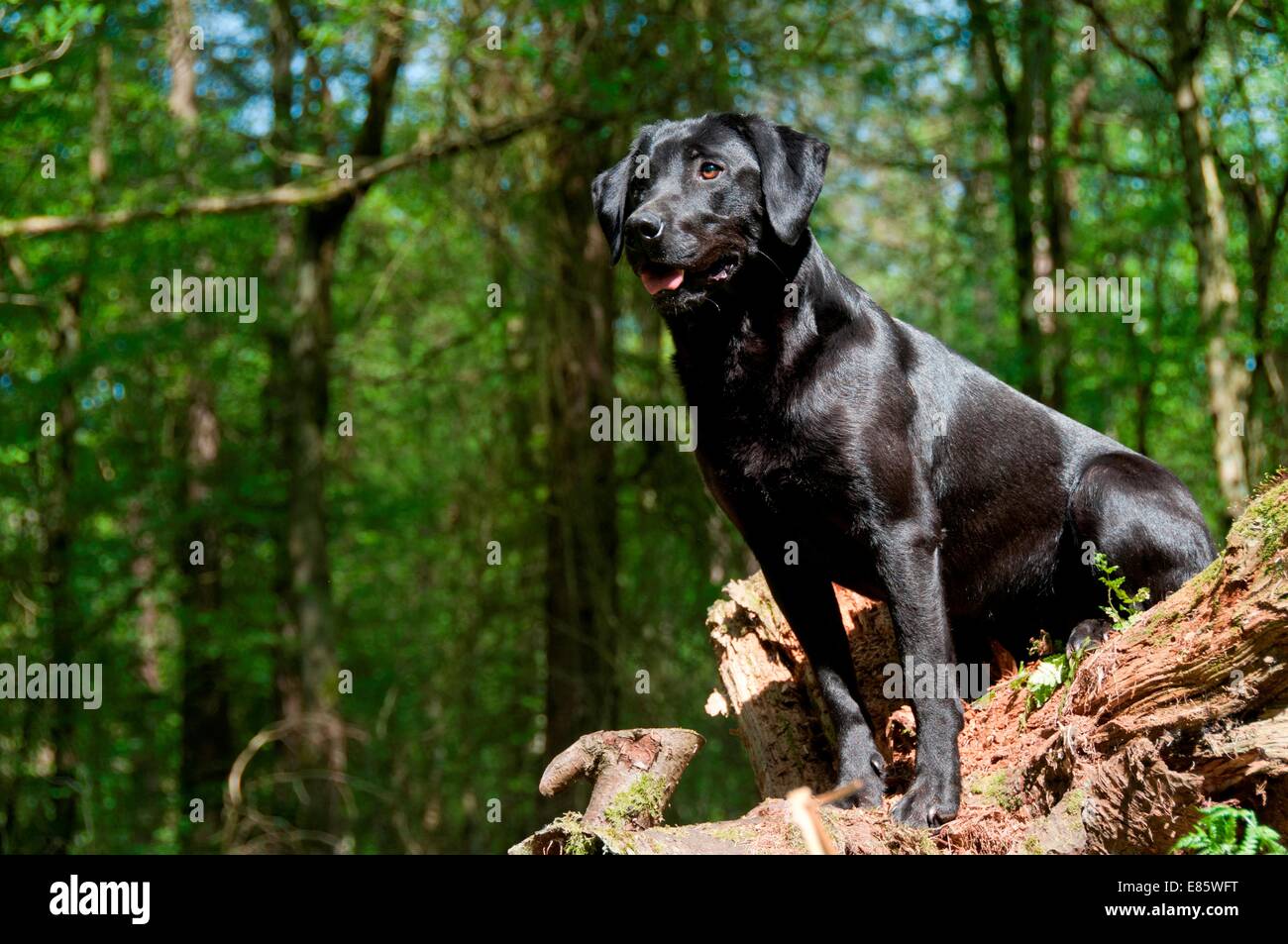 Dog in a forest Stock Photo - Alamy