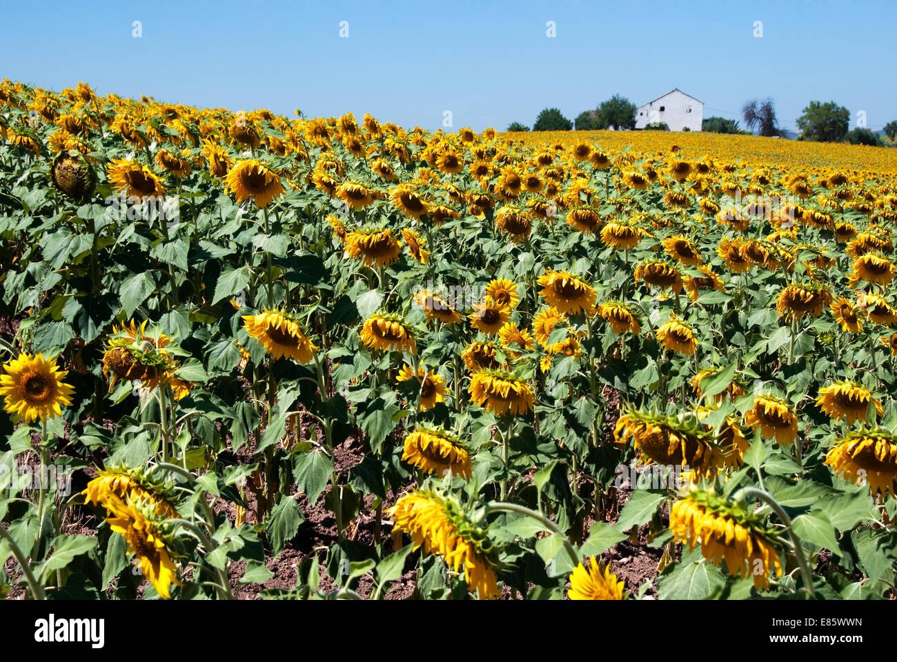 Field of sunflowers Stock Photo - Alamy