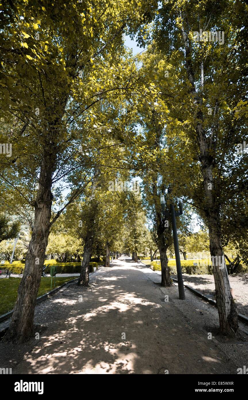 Sunlight through treeline hi-res stock photography and images - Alamy