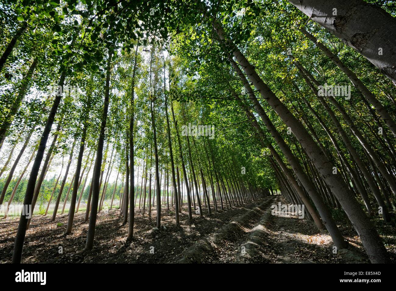 02h14883 hi-res stock photography and images - Alamy