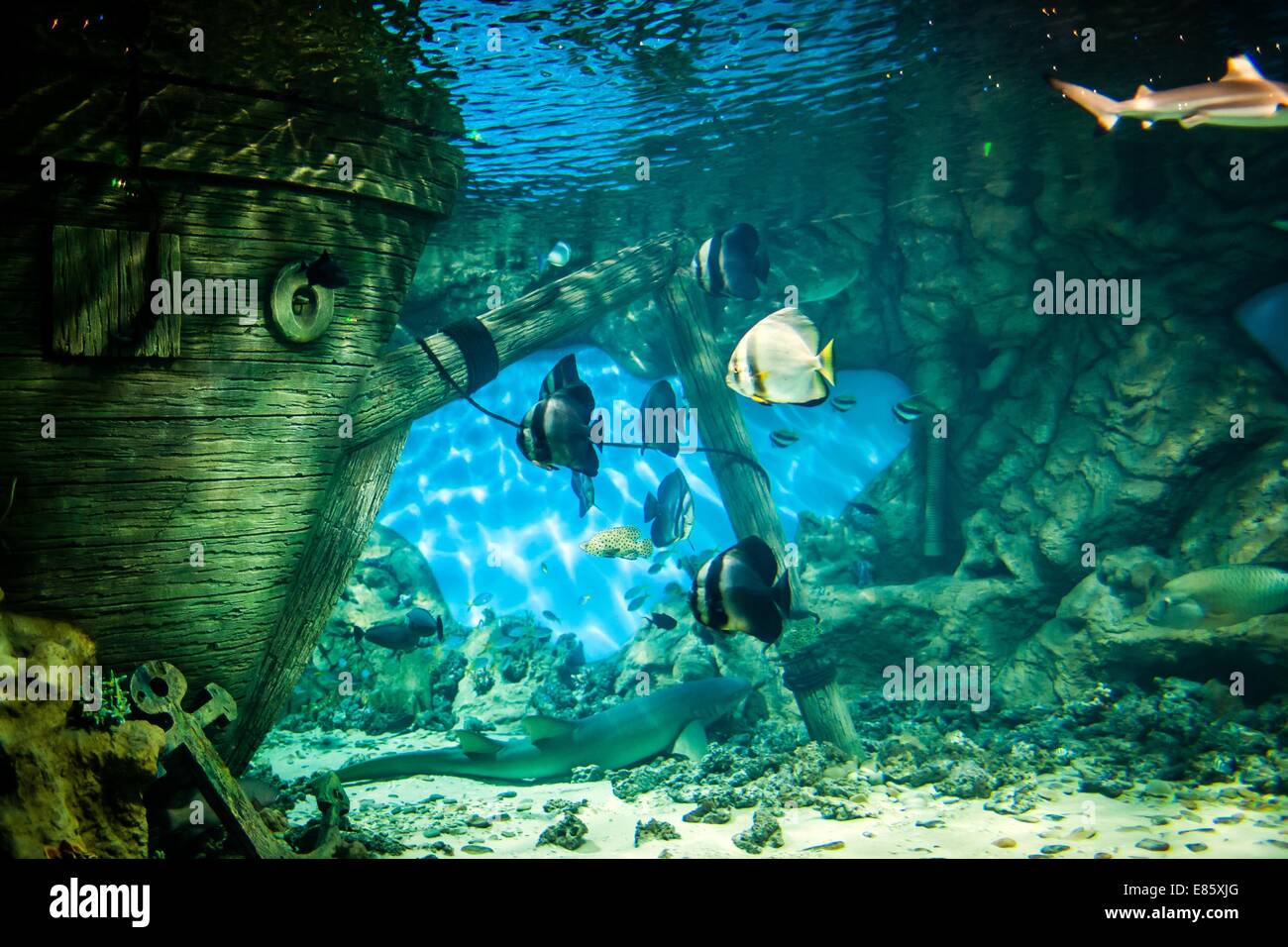 Fishes in Oceanarium Stock Photo - Alamy
