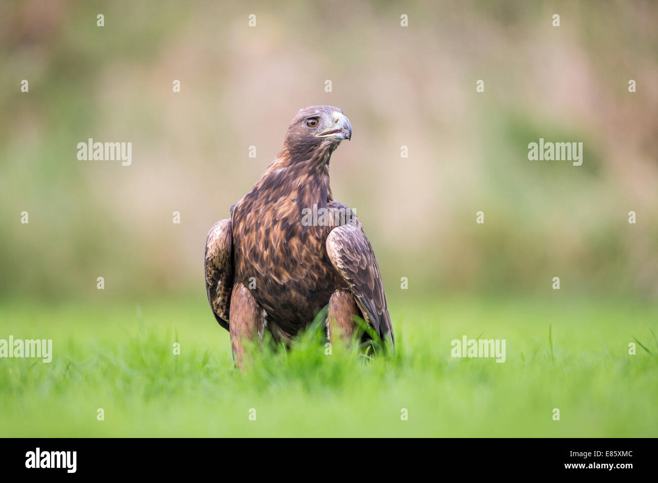 Standing Eagle Stock Photos & Standing Eagle Stock Images - Alamy