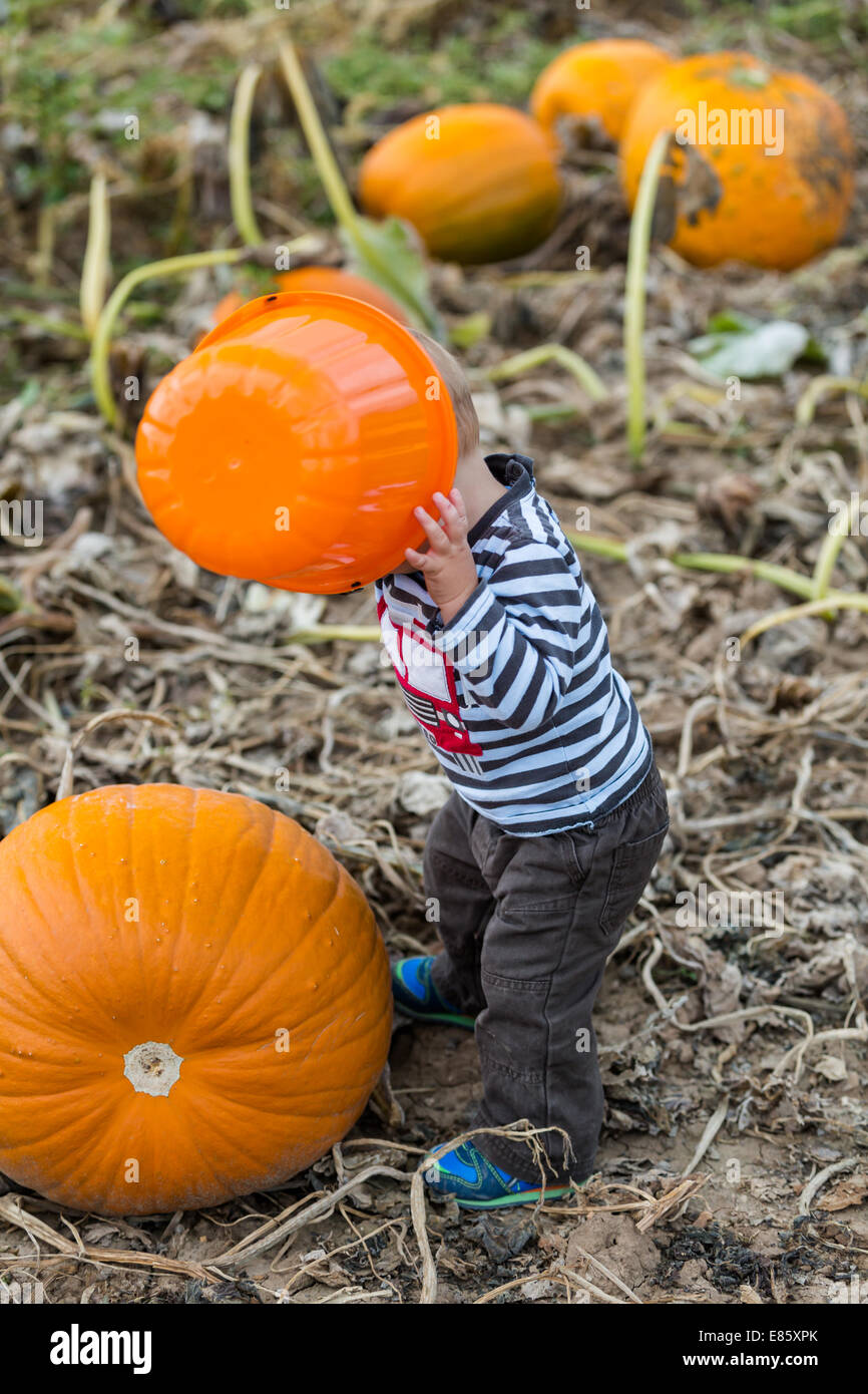 Choosing a pumpkin at a pumpkin patch on Fall day Stock Photo - Alamy