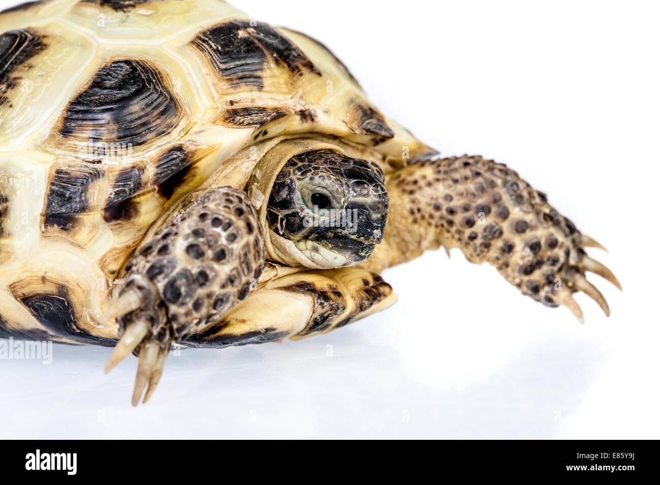 Photo of a turtle on a white background Stock Photo - Alamy