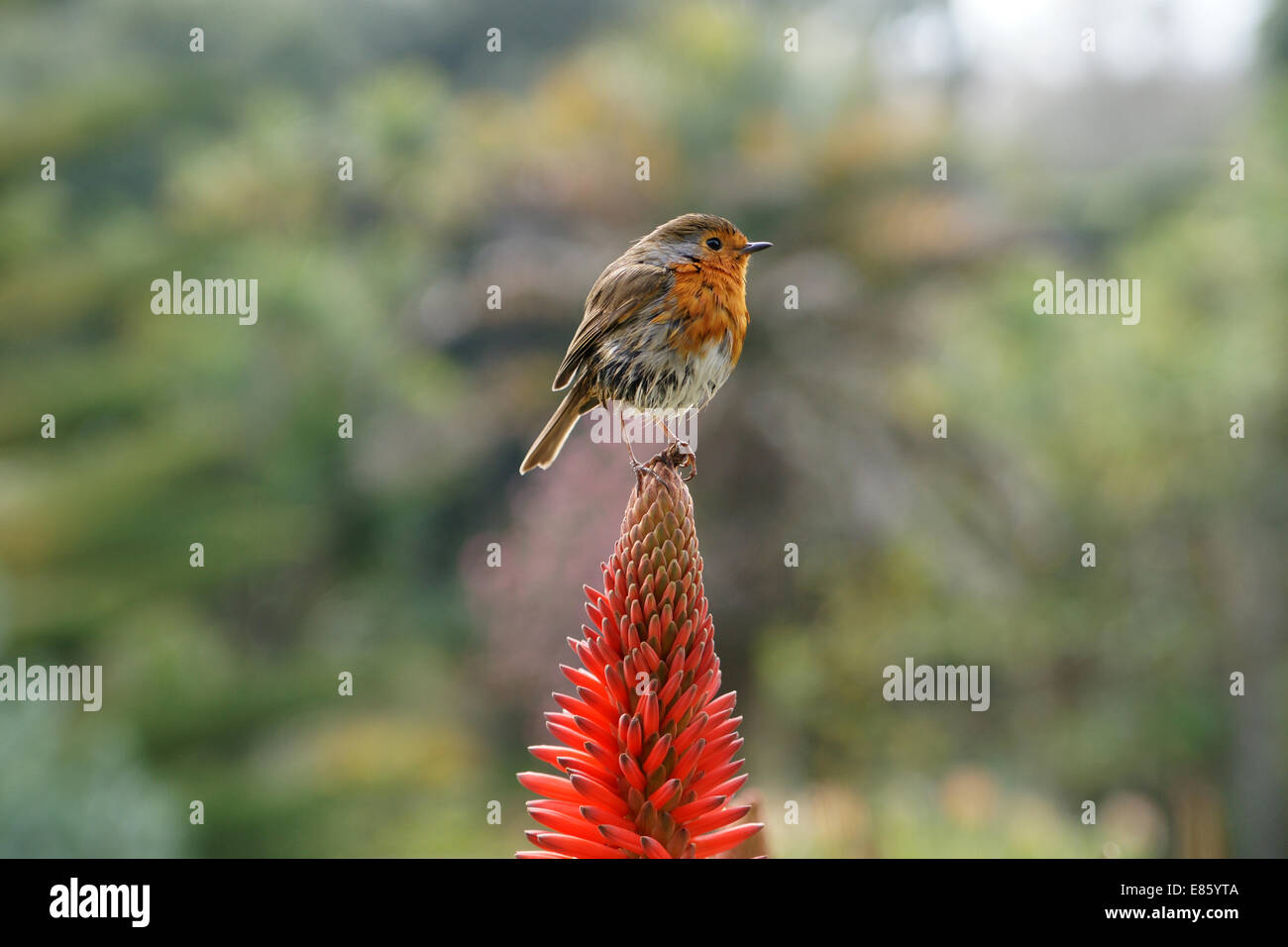 Robin on flower hi-res stock photography and images - Alamy