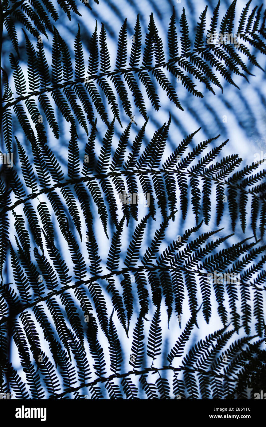 Tree fern leaves photographed to make an interesting abstract image ...