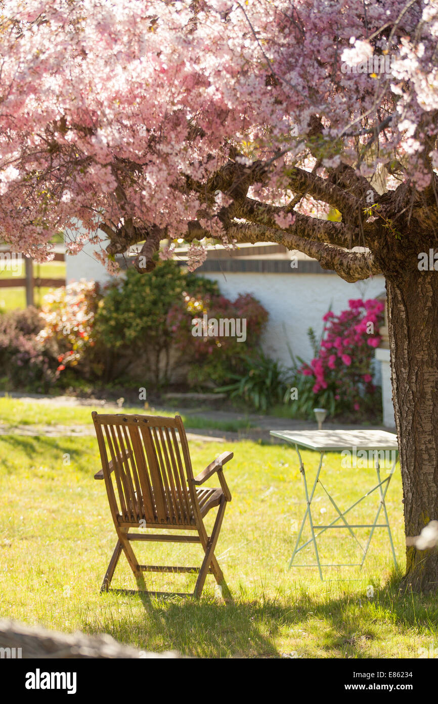 Wooden seat under a tree hi-res stock photography and images - Alamy