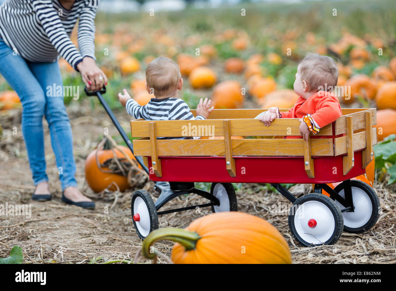 Choosing a pumpkin at a pumpkin patch on Fall day Stock Photo - Alamy