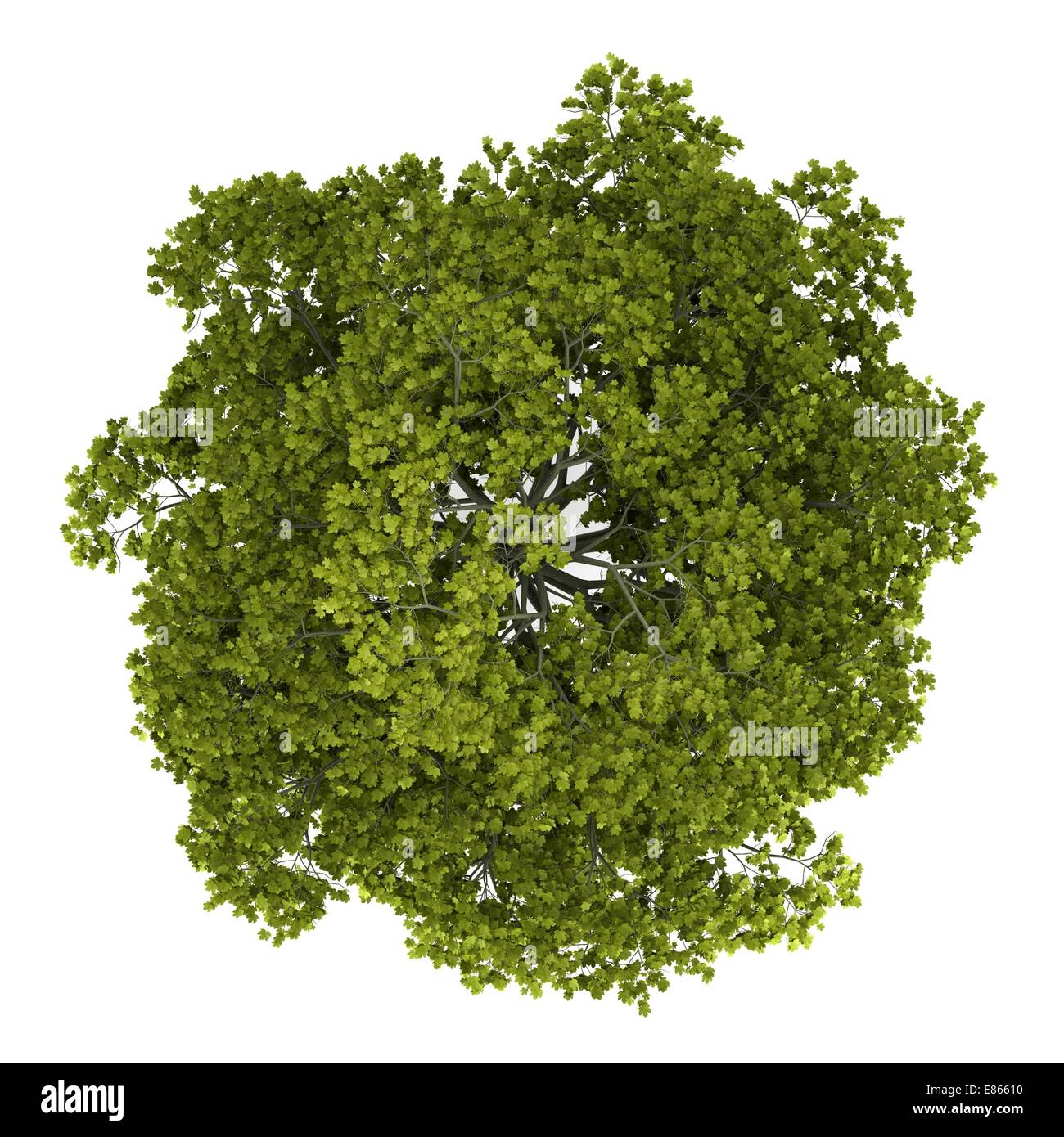 top view of norway maple tree isolated on white background Stock Photo ...