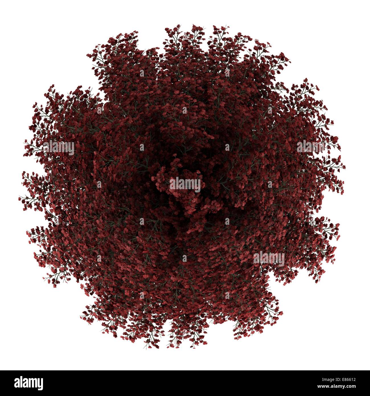 top view of red maple tree isolated on white background Stock Photo - Alamy