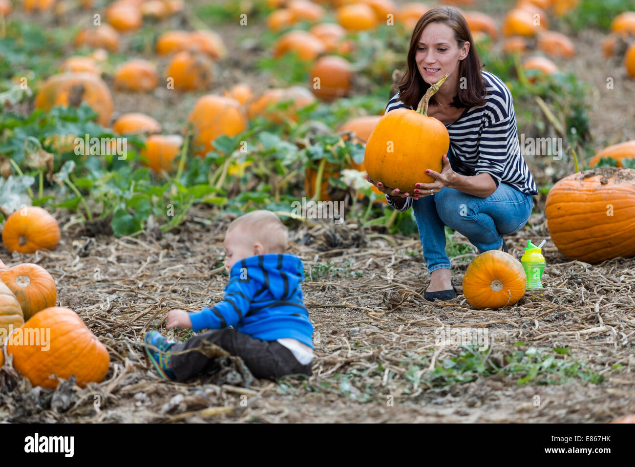 Choosing a pumpkin at a pumpkin patch on Fall day Stock Photo - Alamy
