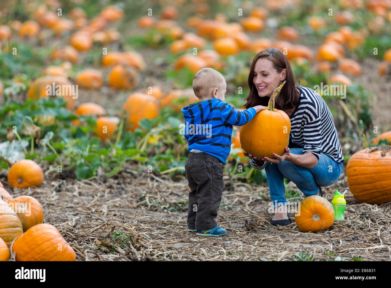 Choosing a pumpkin at a pumpkin patch on Fall day Stock Photo - Alamy